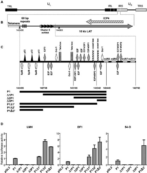 Localization Of The Latency Associated Transcript Promoter A The Download Scientific