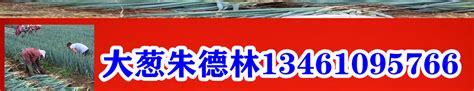 50万斤大葱销售难曾驰援武汉的大葱哥急需帮助 知乎