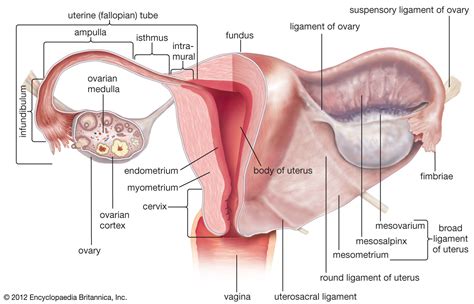 Cervix Definition Function Location Diagram And Facts Britannica