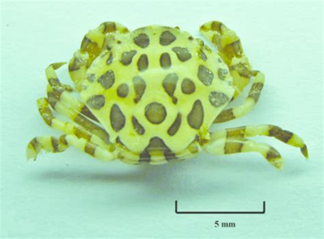 Lissocarcinus Orbicularis Dana 1852 Download Scientific Diagram