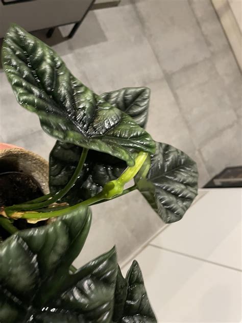 newb please give me some direction r alocasia