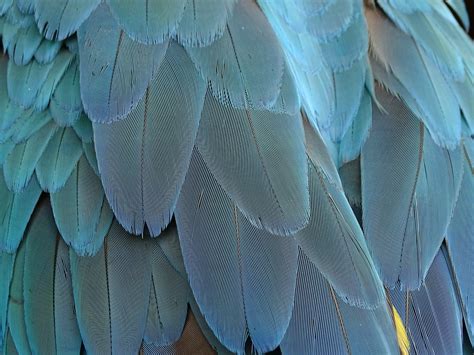 6 000 Free Parrots And Nature Images Pixabay