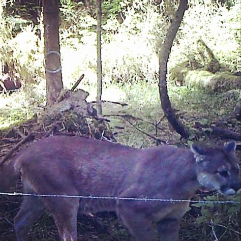 Curious Cougar Store