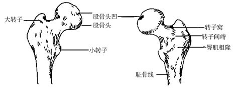 第二十一节 梨状肌综合征 针刀周围神经病学 医学