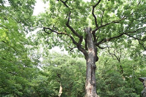 갈참나무 오마이포토