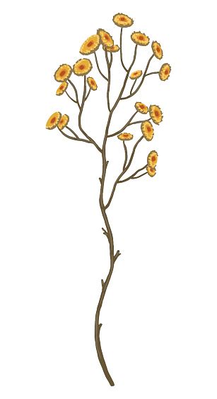 노란 야생 꽃 컬러 필드 플랜트 드로잉 손으로 그린 벡터 그림 흰색으로 분리된 식물 클립아트 디자인 엽서 인쇄 장식 스티커 타이포그래피 랩을 위한 단일 요소 0명에 대한