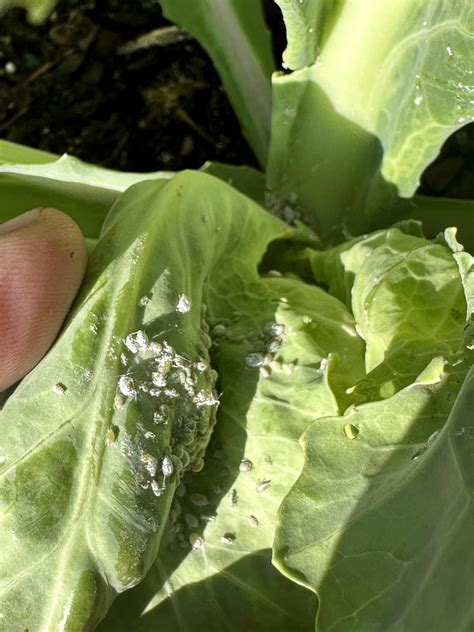 Cabbage Aphids Rvegetablegardening