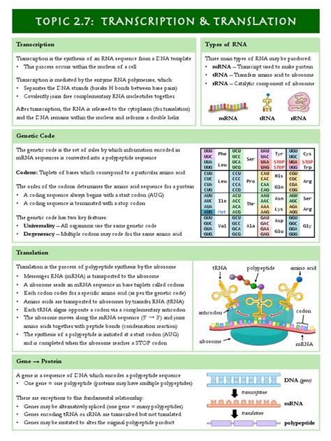 27 Transcription And Translation Pdf Genetic Code Translation
