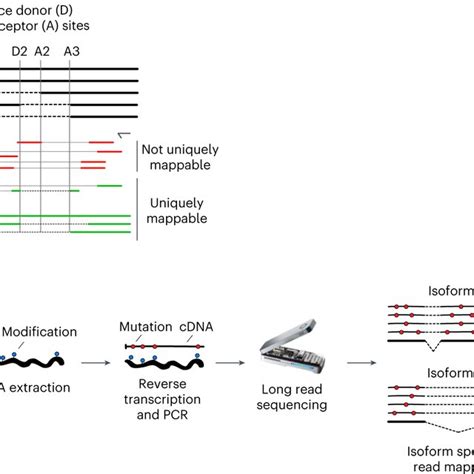 Transcript Isoforms Structural Analysis By Nano Dms Map Nano Dms Map