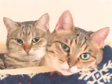 今日の姉妹猫とカレーの日とポーランドの鳩の写真とインスタント焼きそばの大食い動画 猫によろしくsay Hello To Cats