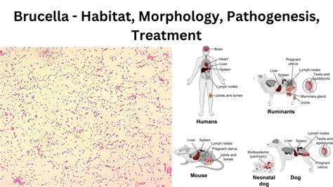 Brucella Habitat Morphology Pathogenesis Treatment Biology Notes Online