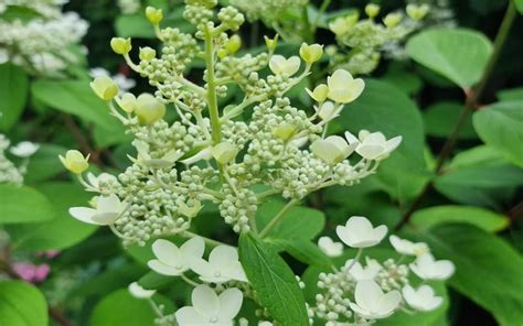 Hydrangea Pruning A Simple Guide Nicolas Garden Art Inc