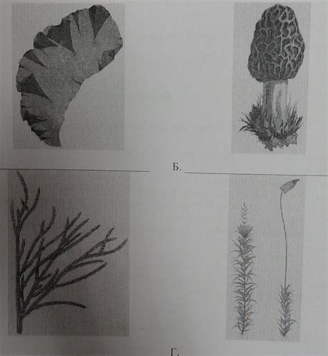 Рассмотрите изображения различных объектов живой природы 1 І Подпишите их названия используя
