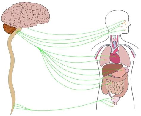 2 Minute Neuroscience Parasympathetic Nervous System