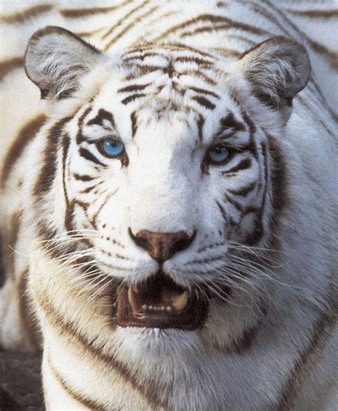 Blue Eyes By Mike Seamons White Cats White Tiger White Lions