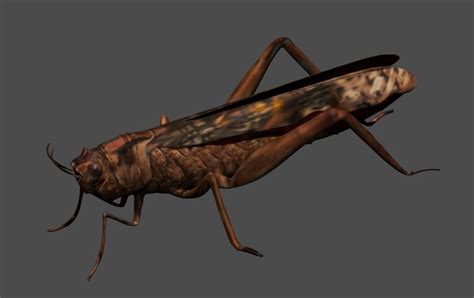 3d Locust Turbosquid 1683183