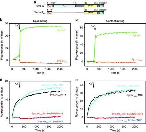 Binding Of Munc18 1 To Closed Syntaxin 1 Is Key To Overcome The Download Scientific Diagram