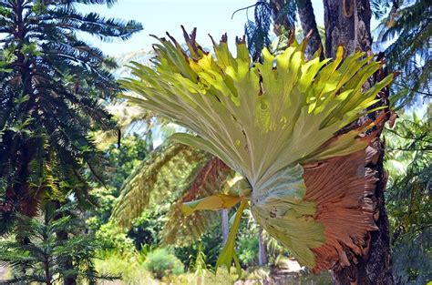 Tips And Information About Staghorn Ferns Gardening Know How