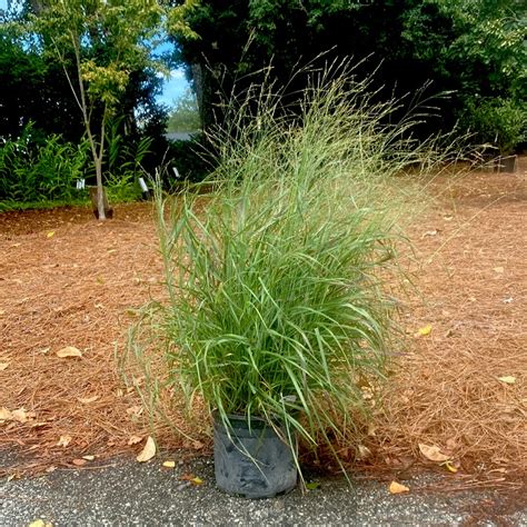 Ruby Ribbons Switchgrass 3 Gal Lichtenfelts