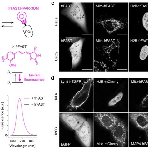 Pdf A Far Red Fluorescent Chemogenetic Reporter For In Vivo Molecular