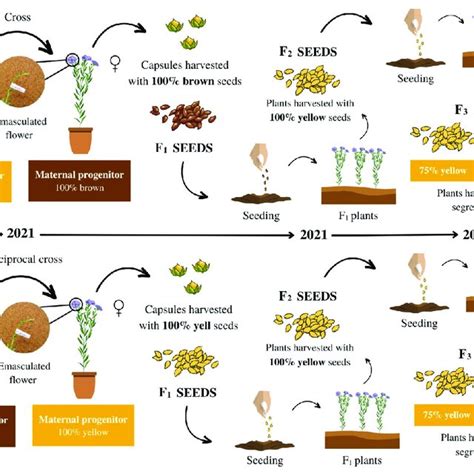 Model Explaining Maternal Effect On Flax Seed Coat Color Inheritance