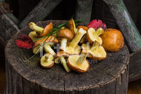 노란색 Boletus 버섯의 정 스톡 사진 Freeimages