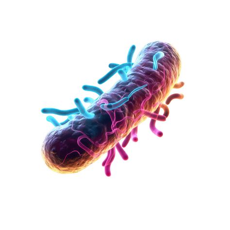 Colorful Illustration Of Bacterium Showcasing Its Unique Structure And Features Emphasizing