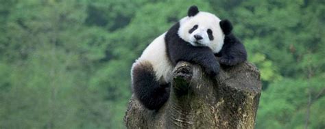 大熊猫是什么科的动物 业百科