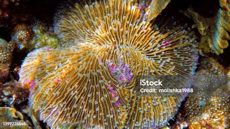 열대 산호초에있는 버섯 산호 또는 곰팡이 균류 흰색과 분홍색 반점이있는 아름다운 밝은 색상의 산호초 놀라운 수중 야생 세계 다이빙 또는 스노클링 개념 버섯에 대한 스톡 사진