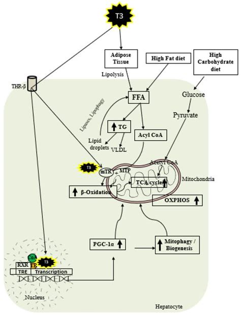 Thyroid Hormone And Masld Encyclopedia Mdpi