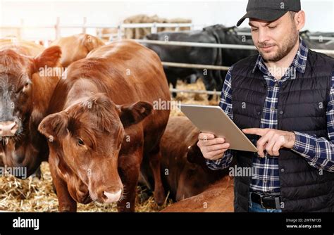Modern Farmer Using Digital Tablet On His Livestock Farm Artificial Intelligence Technology In