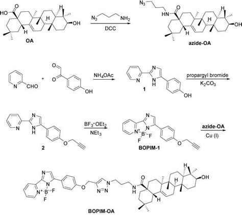 Synthesis Of Fluorescently Labeled Oleanolic Acid Oa Download