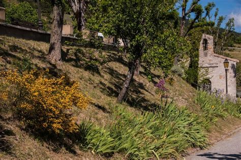 Premium Photo Trees On Steep