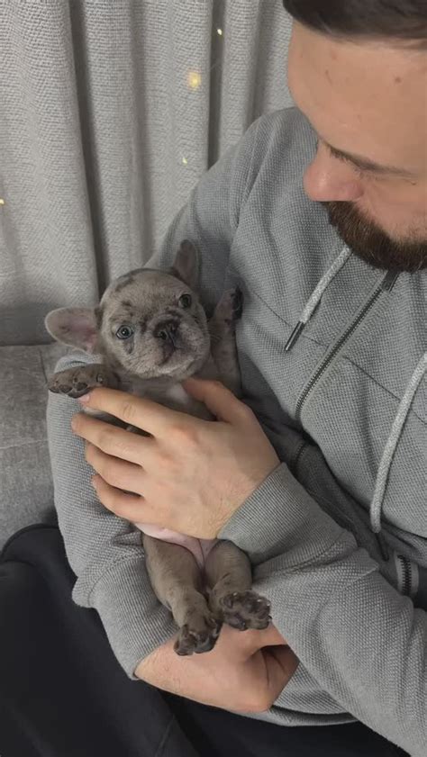 Кожному зараз потрібне щастя 💕 ФРАНЦУЗЬКИЙ БУЛЬДОГ ПУДЕЛЬ ТОЙ