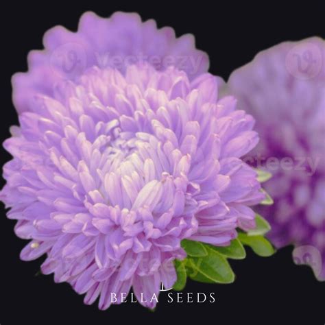 Aster Gremlin Lavender Bella Seeds