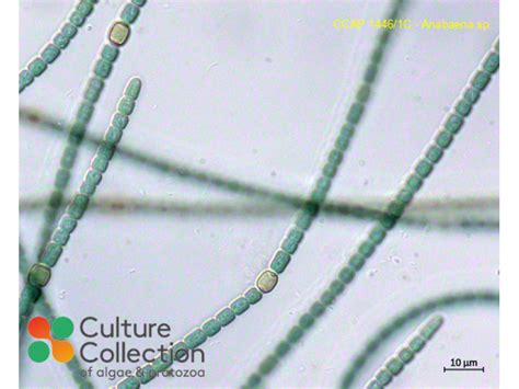 Anabaena Rotulada
