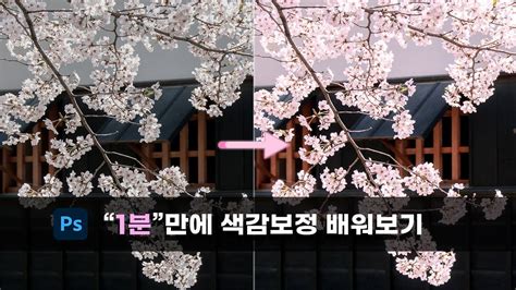 포토샵 ㅣ 벚꽃사진 보정 ㅣ1분만에 배우는 사진 색감보정 Youtube