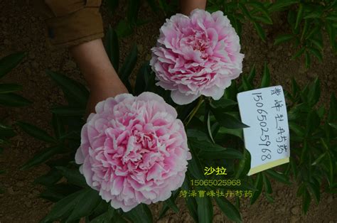 天使脸颊芍药和沙拉哪个好看 芍药