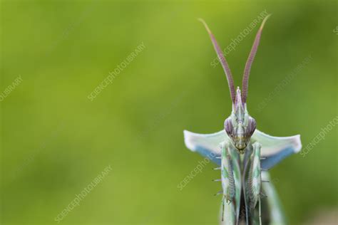 Male Devils Flower Mantis Stock Image C0588469 Science Photo