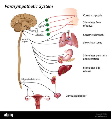 Simple Autonomic Nervous System Diagram 24726 Hot Sex Picture