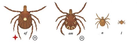 Tick Identification Ticks