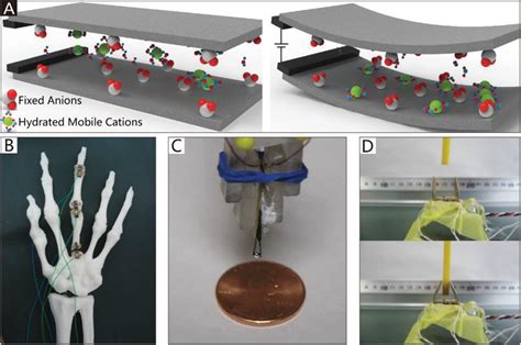 Bio‐inspired Soft Grippers Based On Impactive Gripping 44 Off
