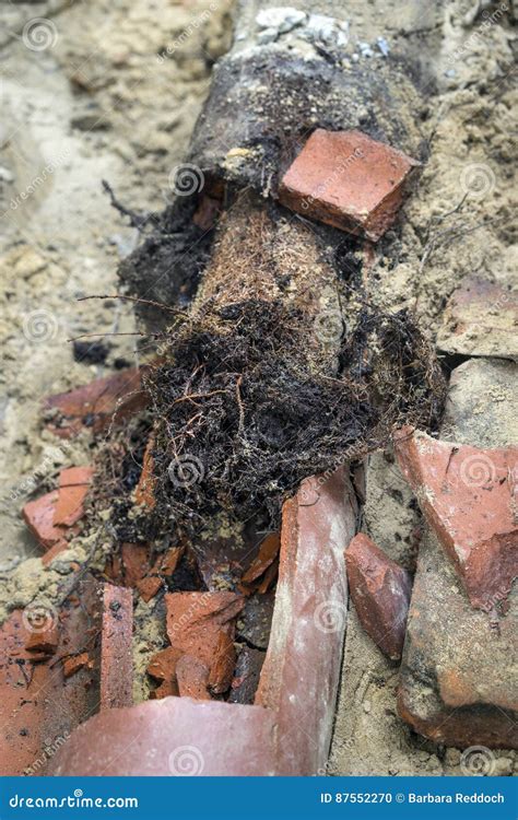Old Sewer Pipe Line Completely Full Of Invasive Tree Roots Close Stock Photo Image Of Plumbing