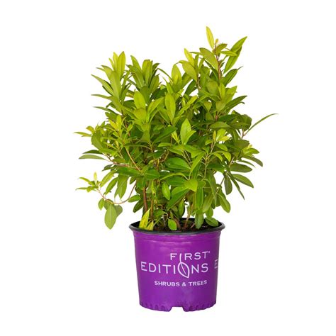Illicium Anise Tree For Sale Shop Now Plants By Mail