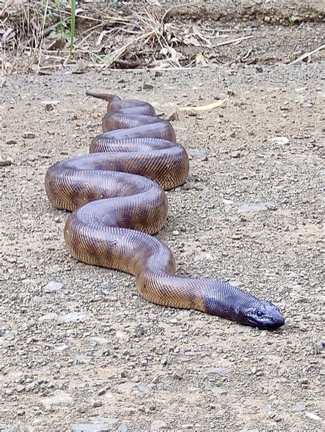 Black Headed Python Aspidites Melanocephalus In Central Queensland