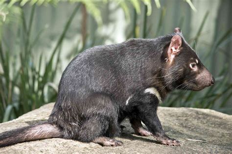 9 Enlightening Facts About Tasmanian Devils