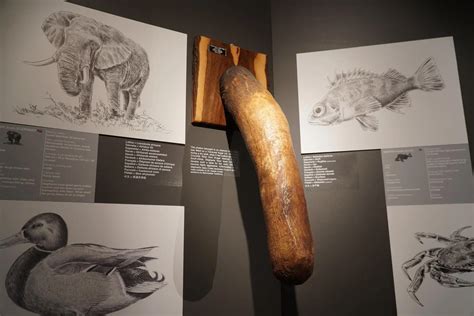 El Museo Del Pene Más Completo Del Mundo