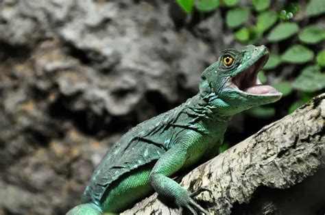 Basilisk Lizard Facts Anatomy Diet Habitat Behavior