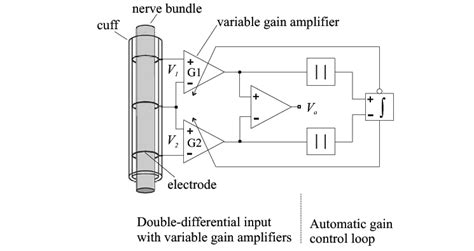 Variable Gain Amplifiers Connected To A Cuff For Nerve Recording The