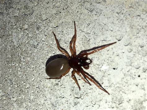 A Spider With Pincers Like A Beetle I Dont Remember Seeing Anything